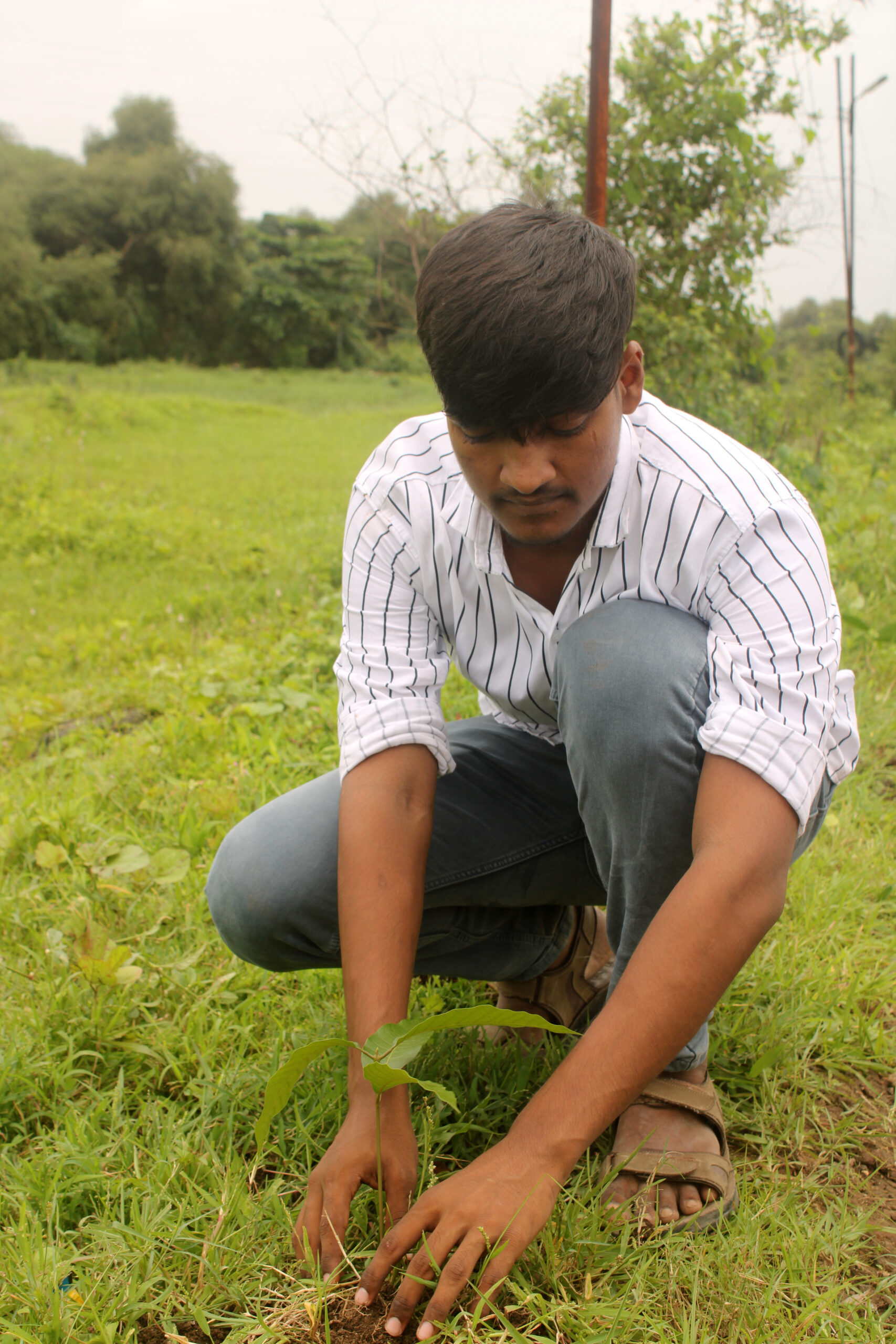 Tree Plantation - Royal College Dombivli